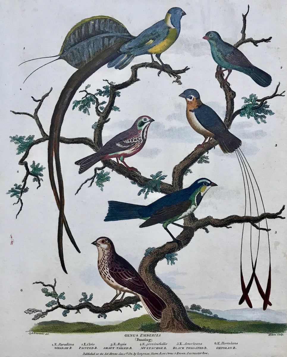 Antique Prints of Birds and Early Ornithology – Page 2 – Philographikon ...