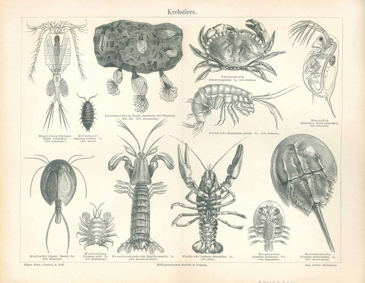 Marine Life, Crustaceans, Crabs – Philographikon Antique Maps and Prints