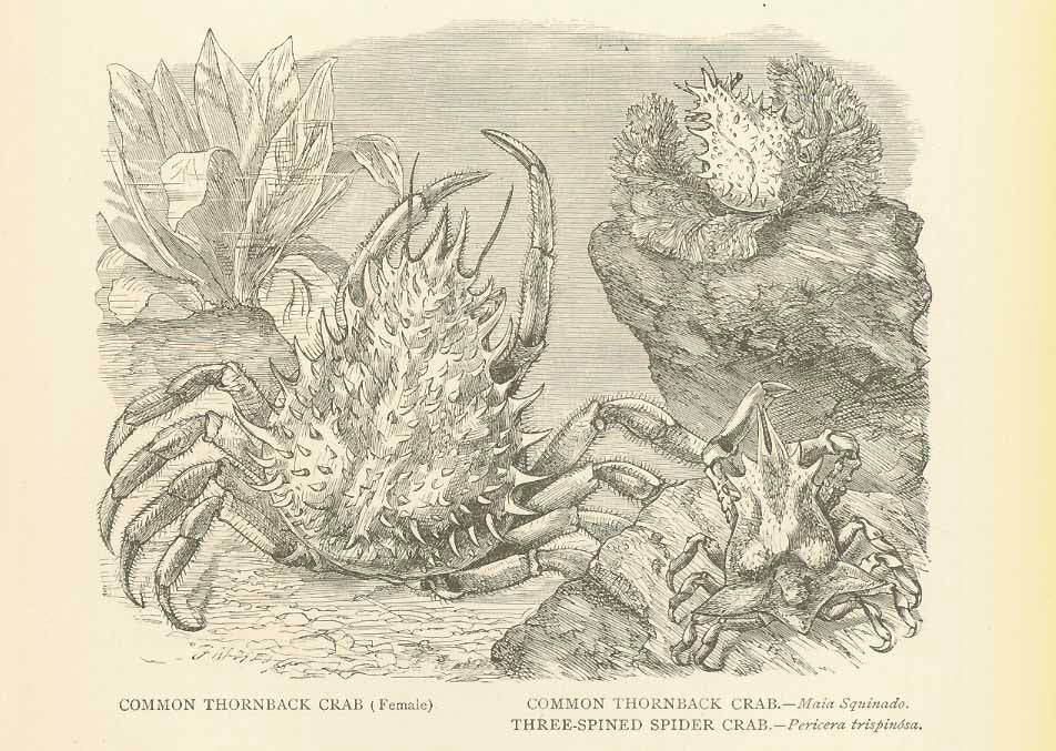 Crustacean, Marine Life, Crab, Maia Squinadao, Pericera trispinosa ...