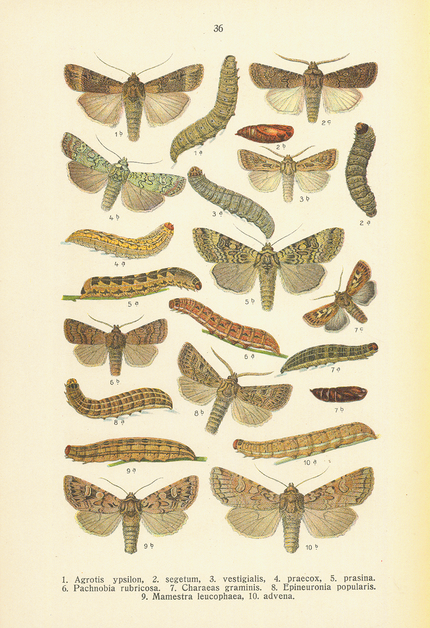Butterflies, Argotis fimbria, Charaeas graminis, Pachnobia rubicosa ...