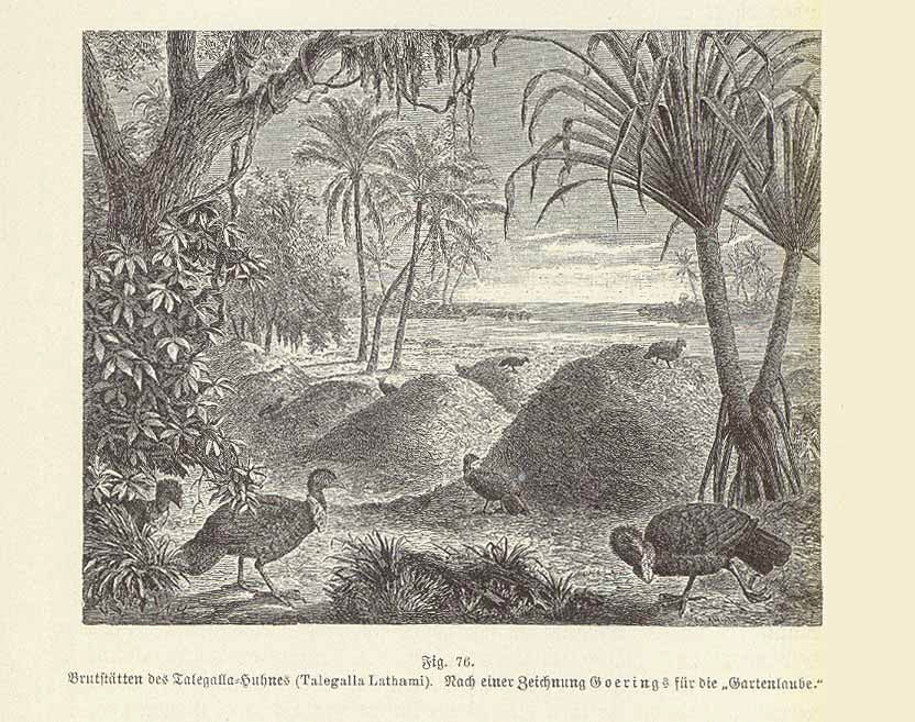 Animals, Birds, Chickens, Talegalla Latham – Philographikon Antique ...