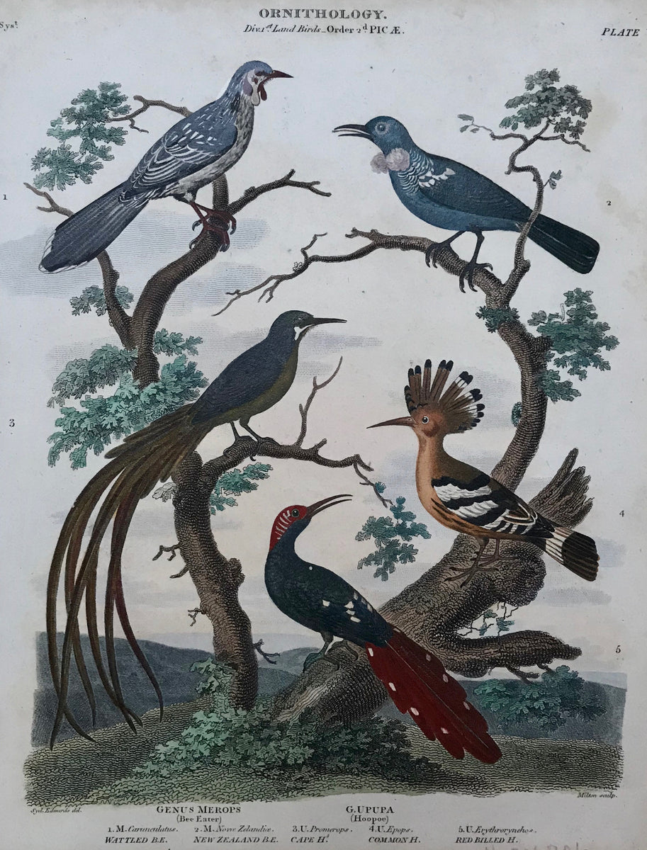 Ornithology, Birds, Watted Bee Eater, New Zealand Bee Eater, Cape Hoop ...