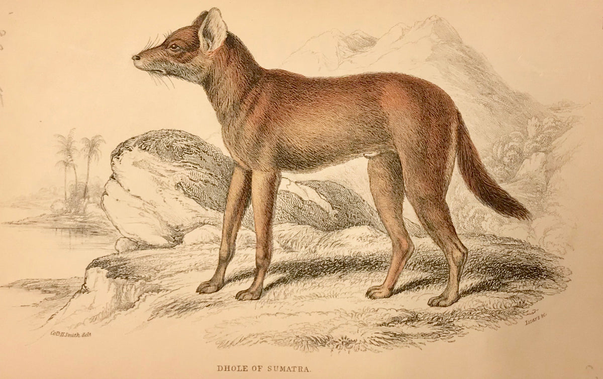 Animals, Dhole of Sumatra – Philographikon Antique Maps and Prints
