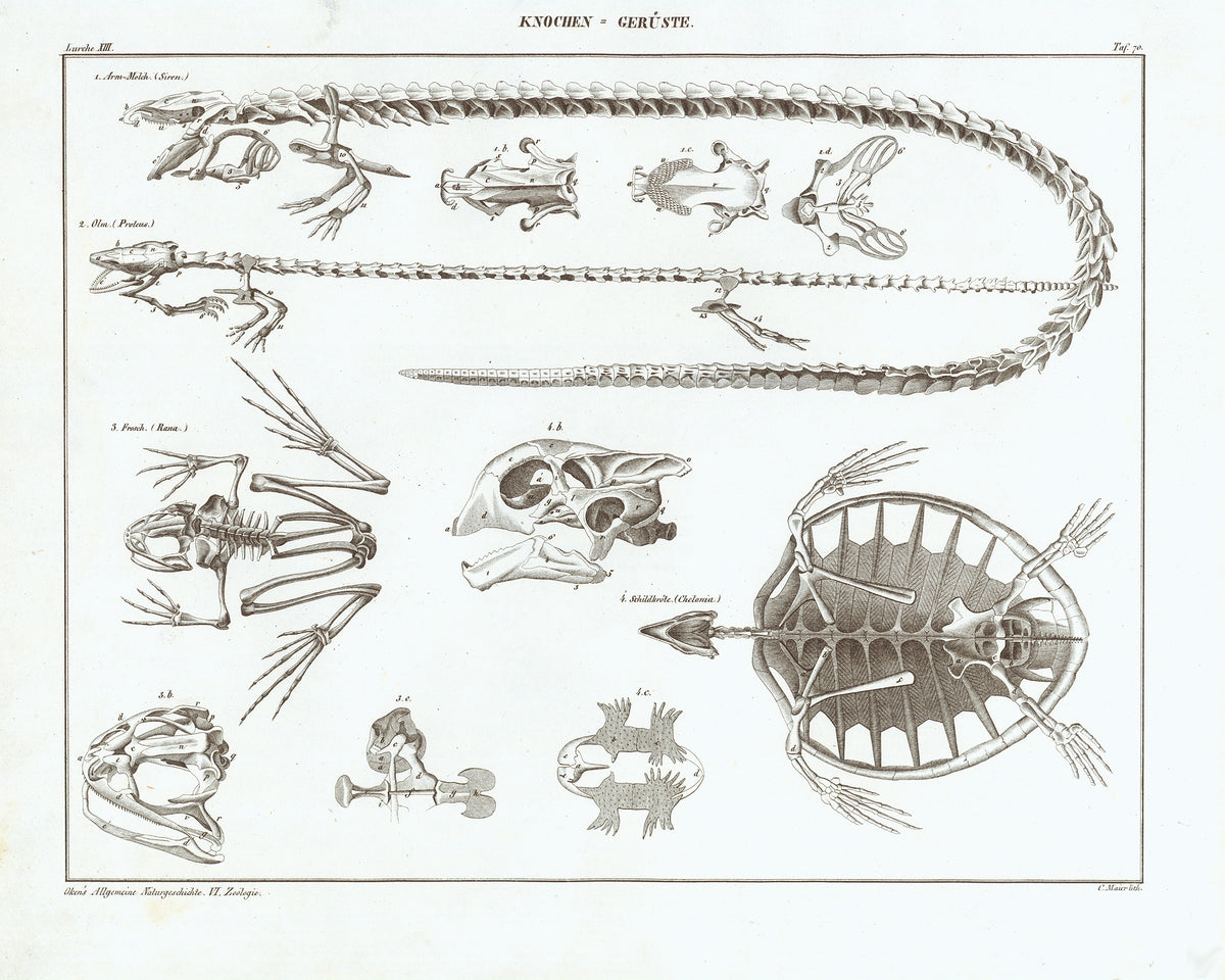 Animals, Amphibians, Siren, Proleus, Rana, Chelonia, bones ...