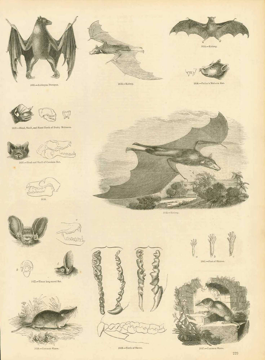 Animals, Bats, Anatomy, Anatomy of shrews – Philographikon Antique Maps ...