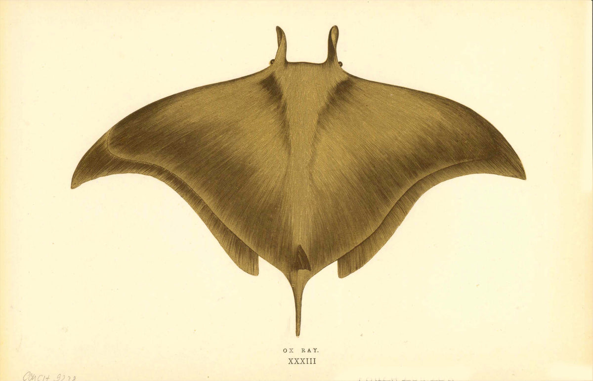 Fish, Sandy Ray – Philographikon Antique Maps and Prints