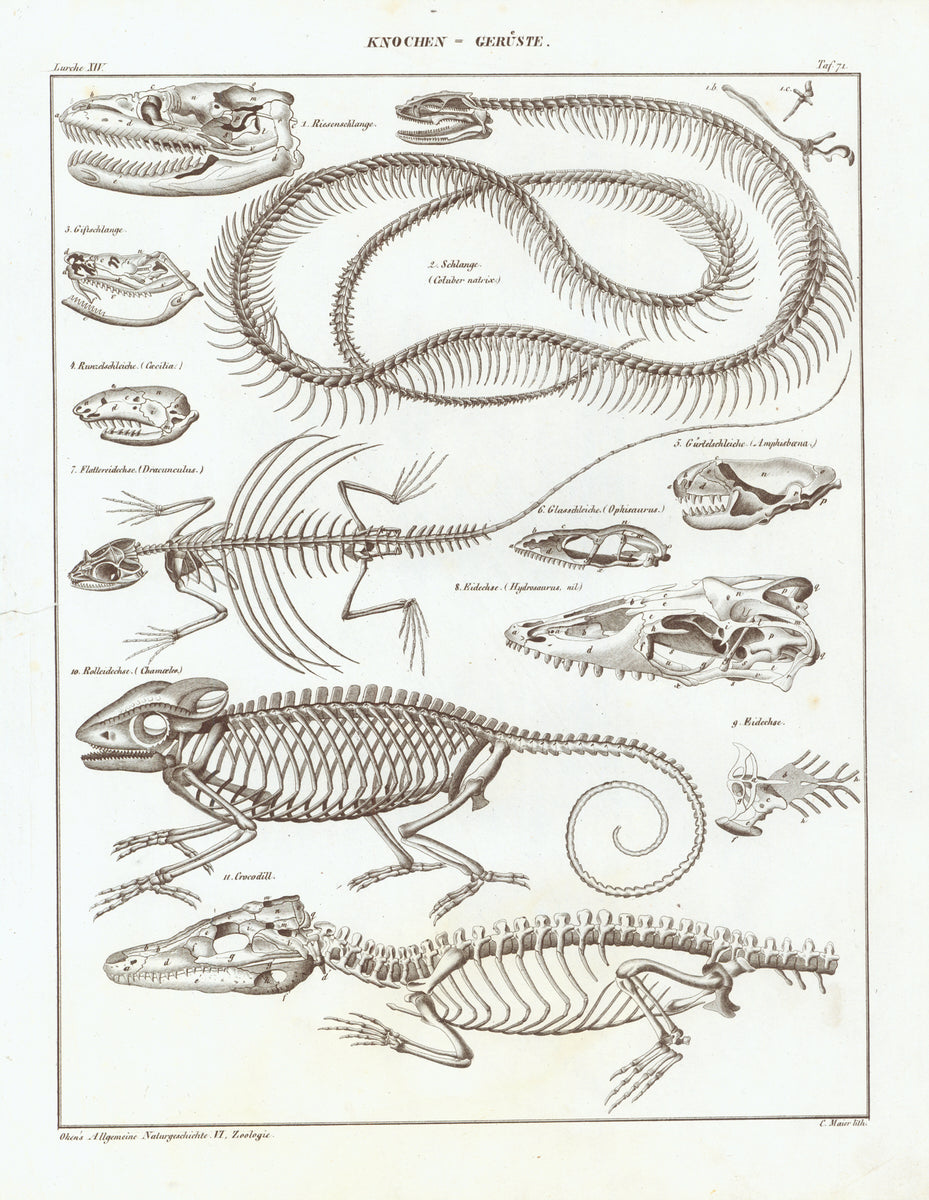 Reptiles, Animals, bones – Philographikon Antique Maps and Prints